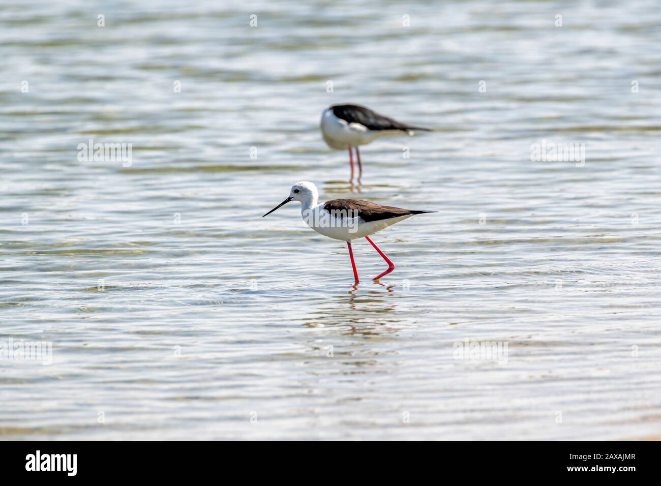 Two waterbird species hi-res stock photography and images - Alamy