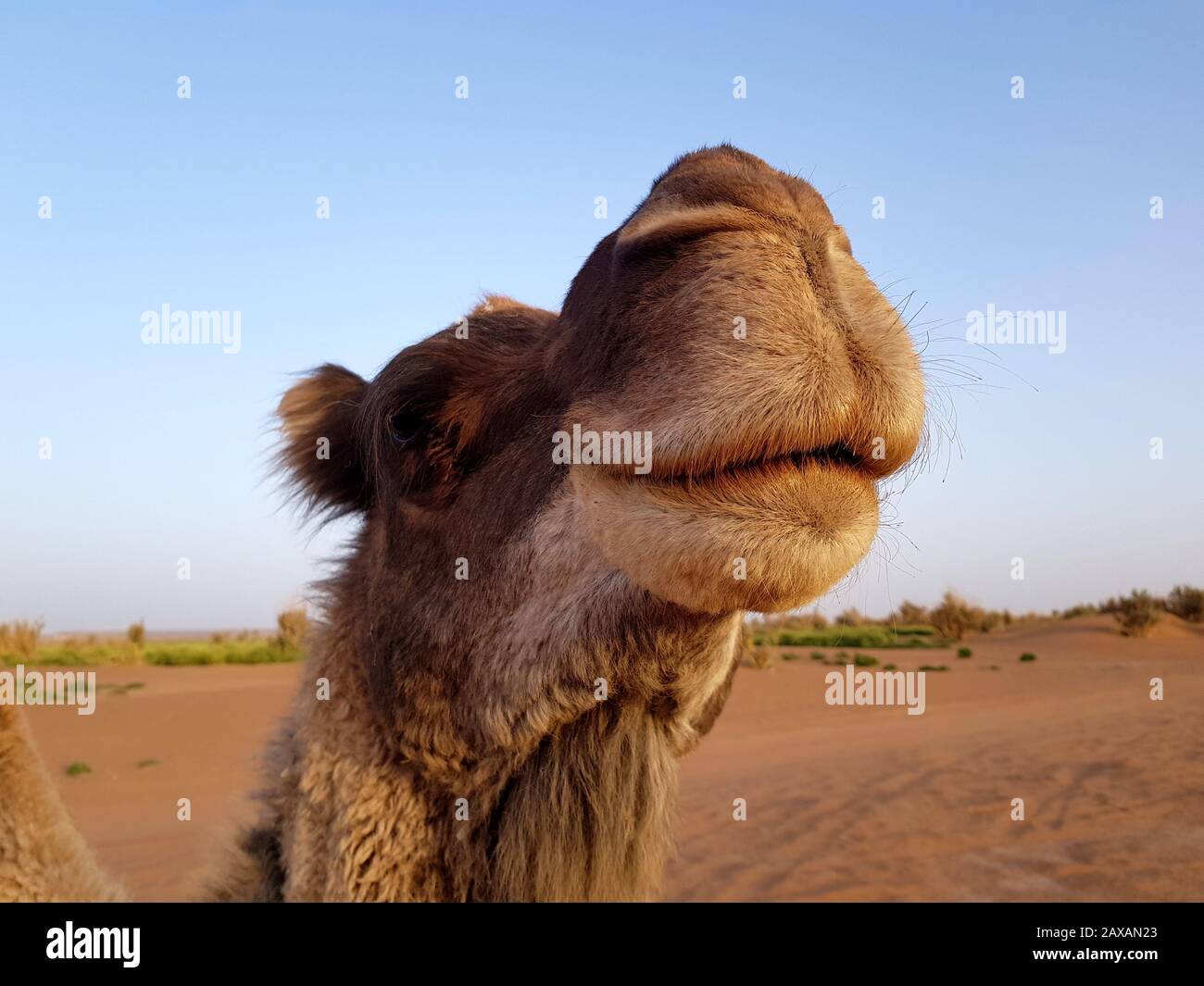 Camel face against sand desert background Stock Photo - Alamy