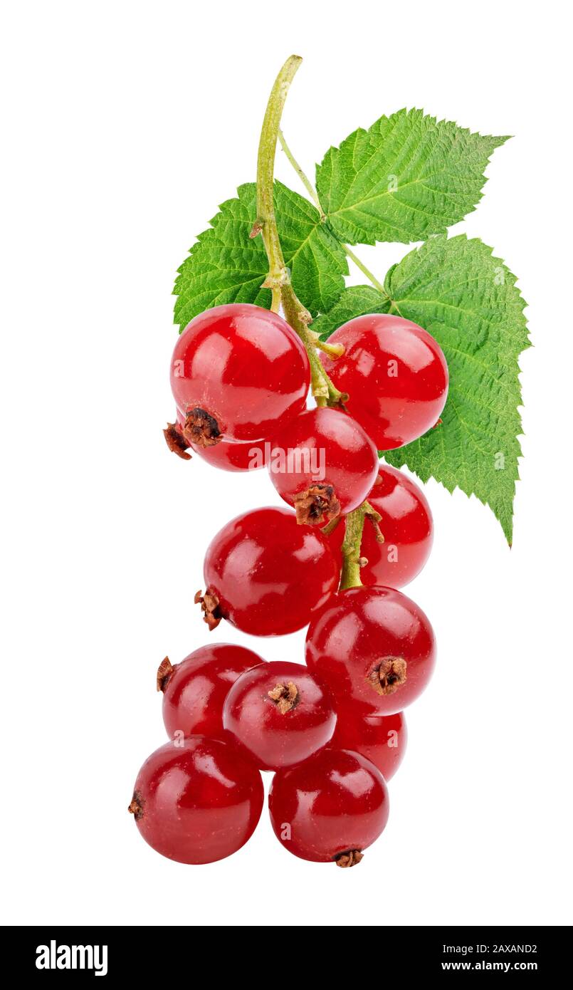 Fresh red currant isolated on white background Stock Photo - Alamy