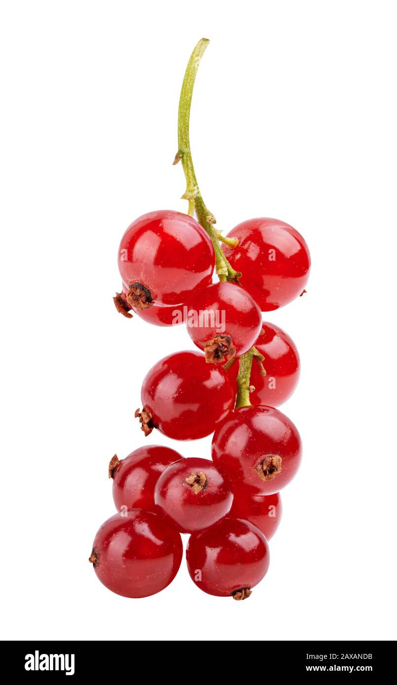 Fresh red currant isolated on white background Stock Photo - Alamy