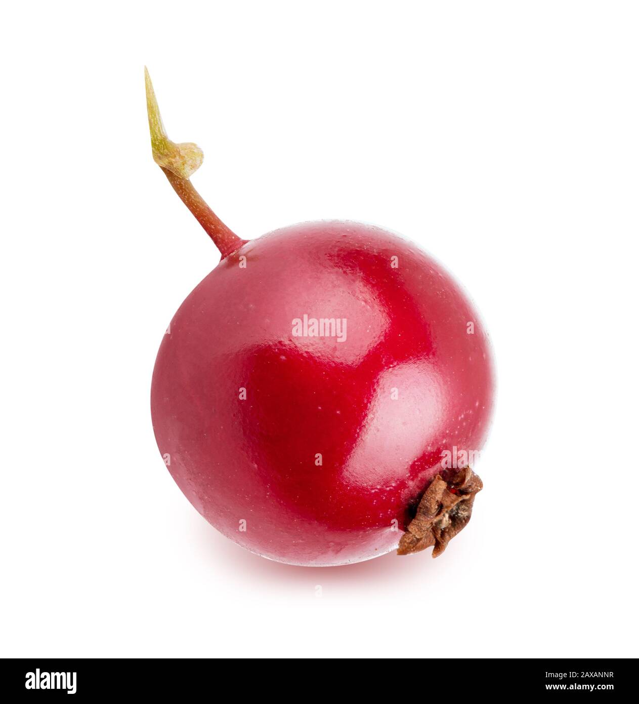 Fresh red currant isolated on white background Stock Photo - Alamy
