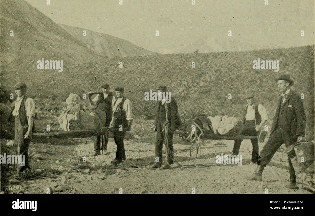 Vegetable sheep new zealand hi-res stock photography and images - Alamy