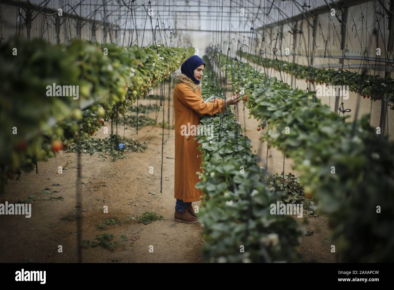 Gaza, Palestine. 11th Feb, 2020. Palestinian nurse, Haneen Abu Daqqa ...