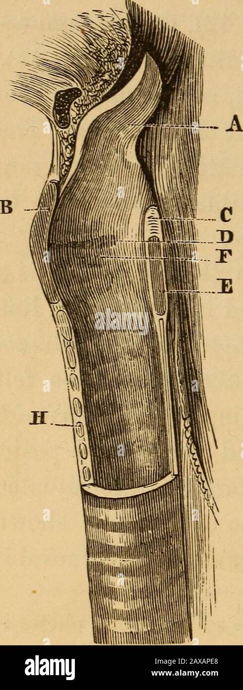 False vocal cords hi-res stock photography and images - Alamy