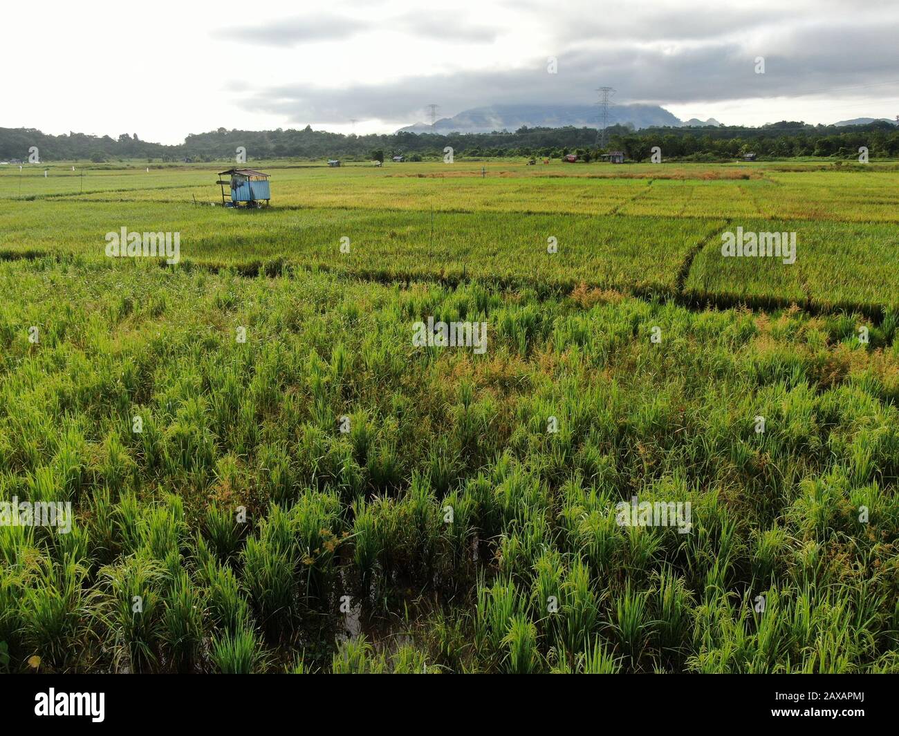 Padi aerial hi-res stock photography and images - Alamy