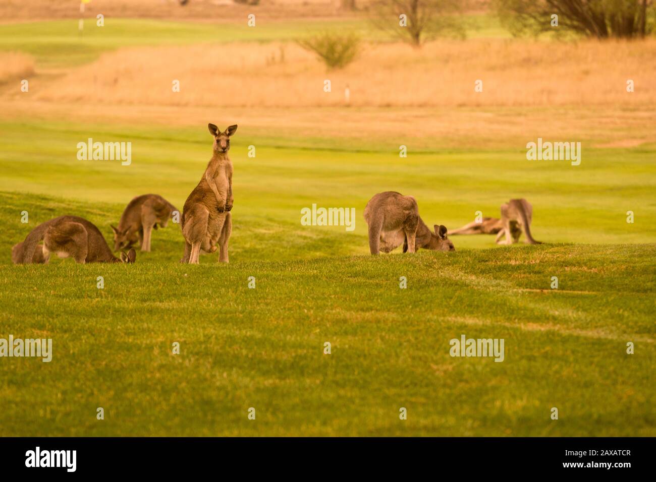 Australian native endemic animal wildlife fauna hi-res stock ...