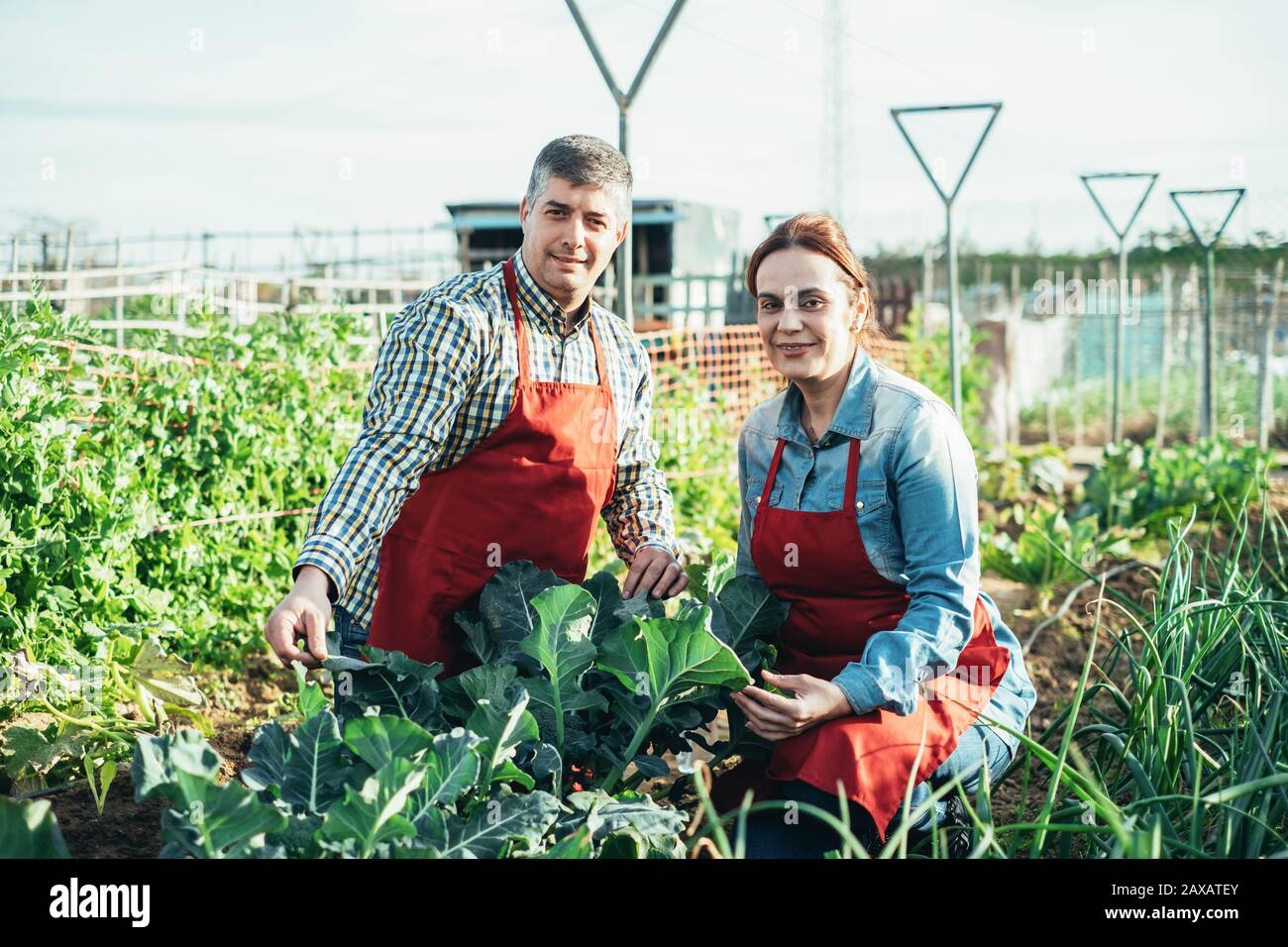 Farming couple behind a broccoli plant in an organic field Stock Photo ...