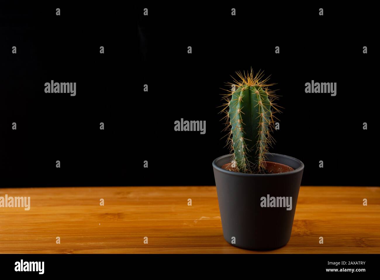 succulent plant, cactus on bamboo table with black background with ...