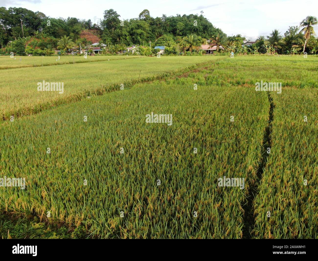 A top down aerial view of a paddy field with farmers at work. Located ...