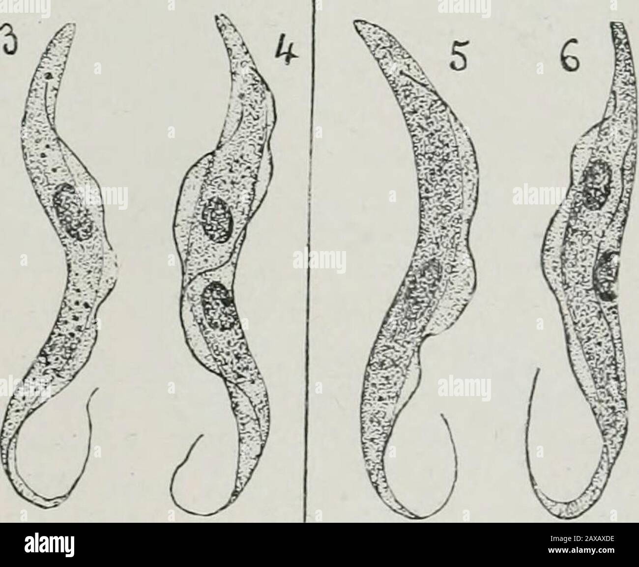 Nagana hi-res stock photography and images - Alamy