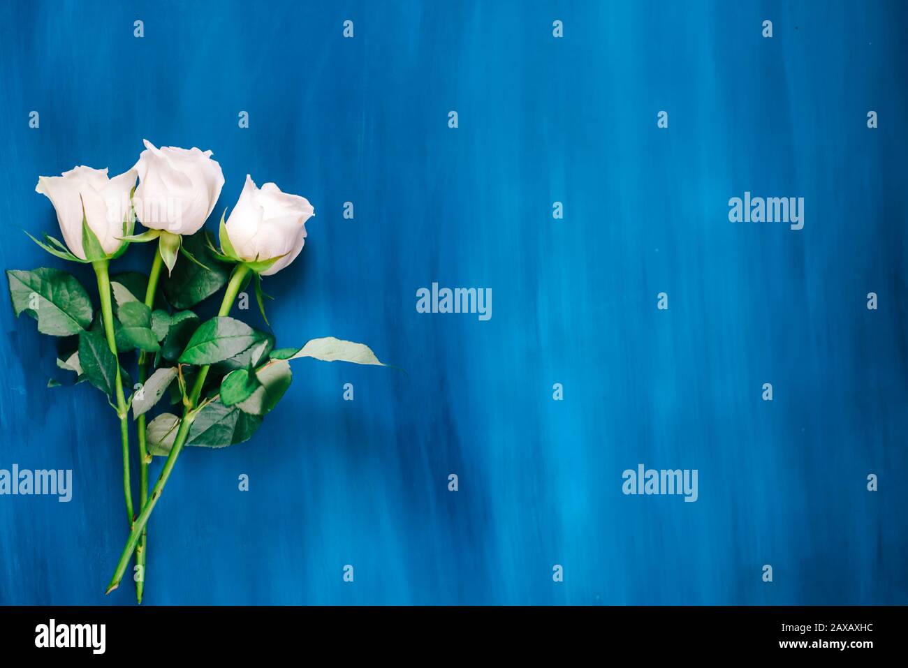white roses flat lay on a classic blue background Stock Photo - Alamy