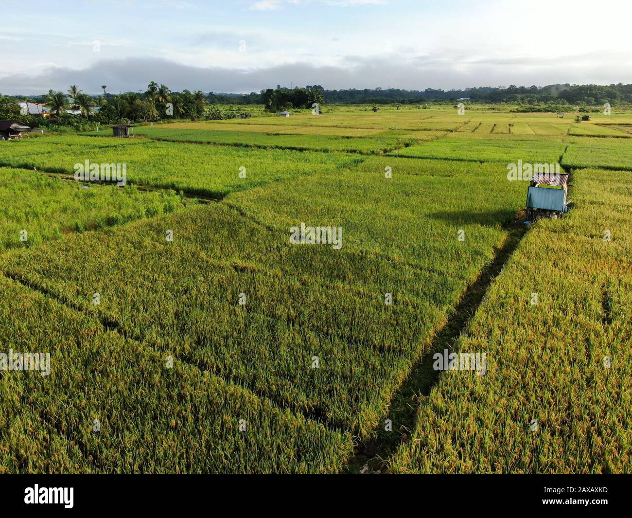 Padi aerial hi-res stock photography and images - Alamy