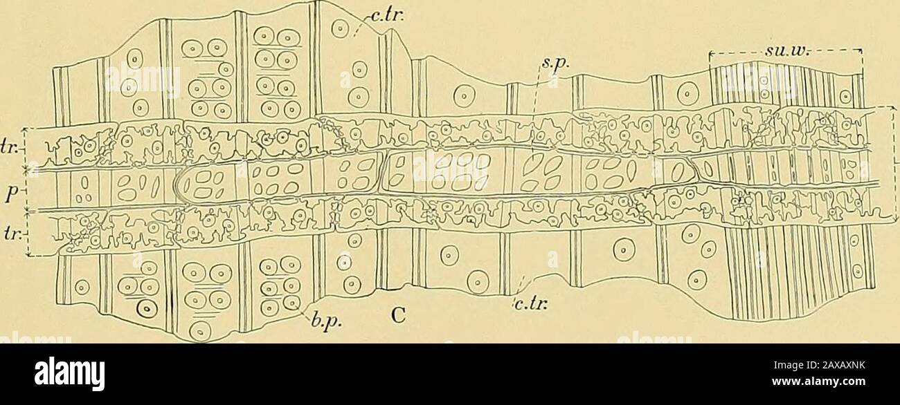 Medullary rays hi-res stock photography and images - Alamy
