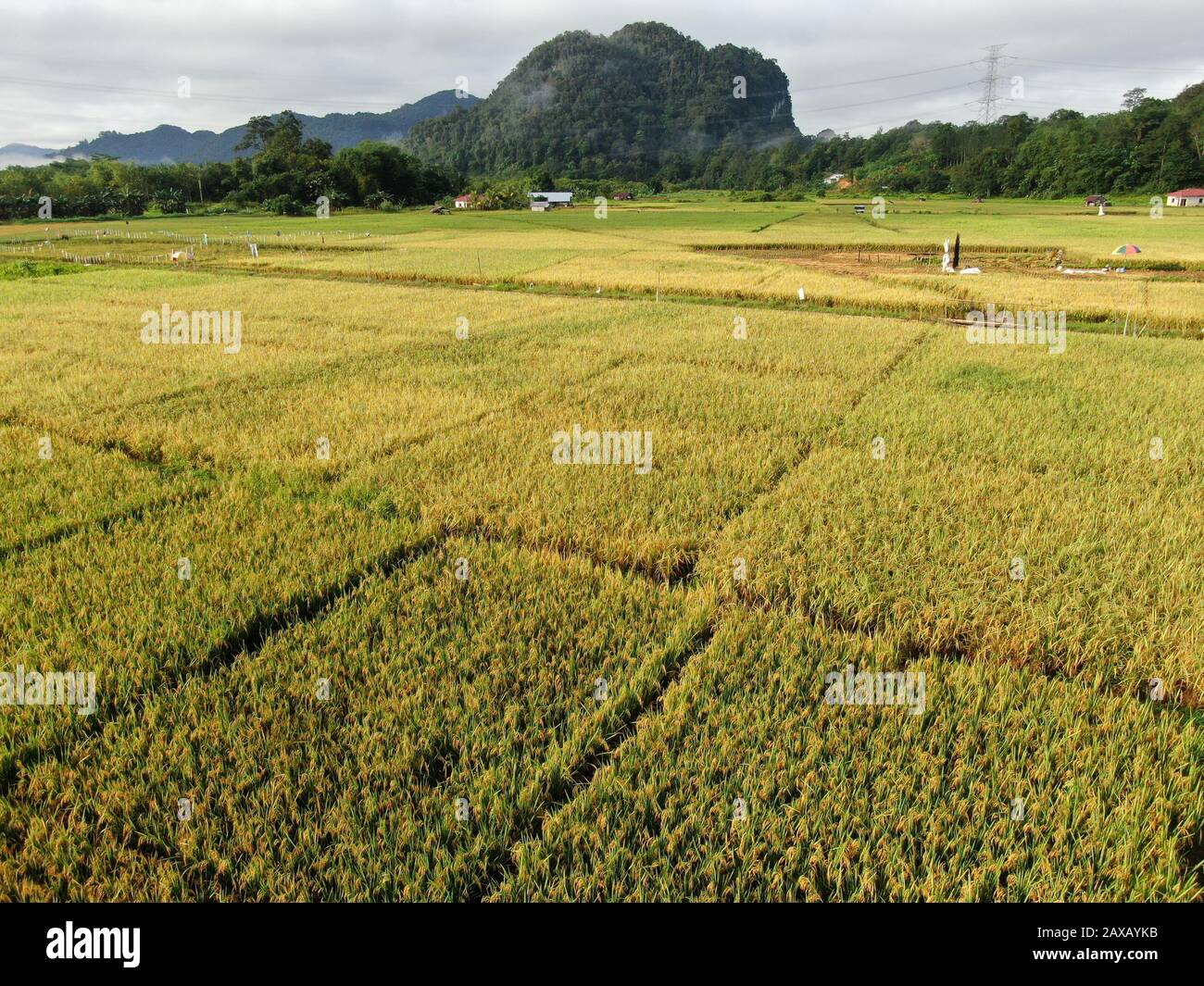 A top down aerial view of a paddy field with farmers at work. Located ...