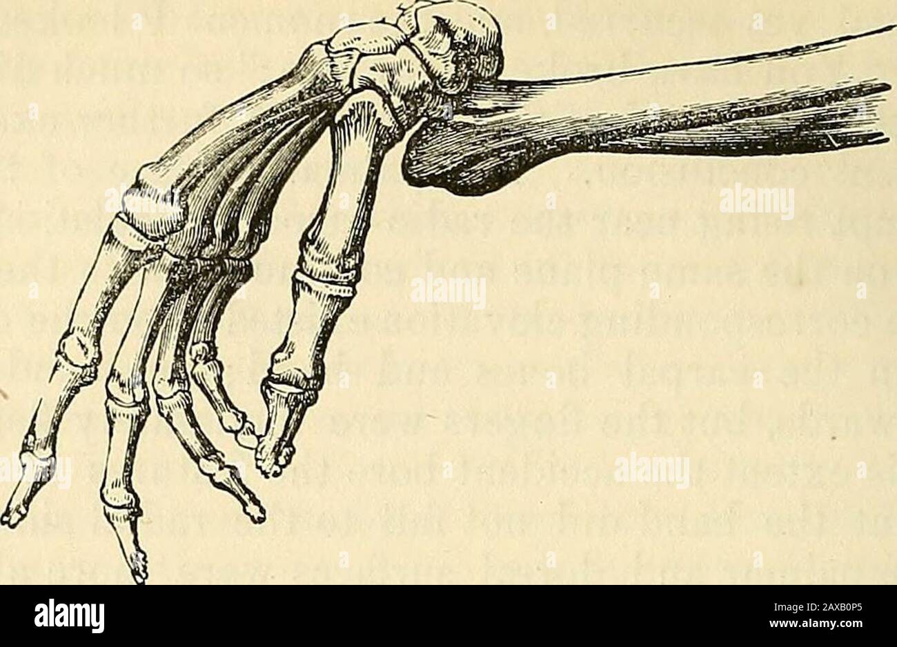 Apophyses hi-res stock photography and images - Alamy