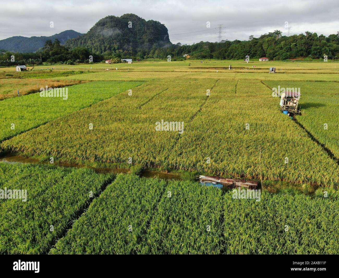 Padi aerial hi-res stock photography and images - Alamy