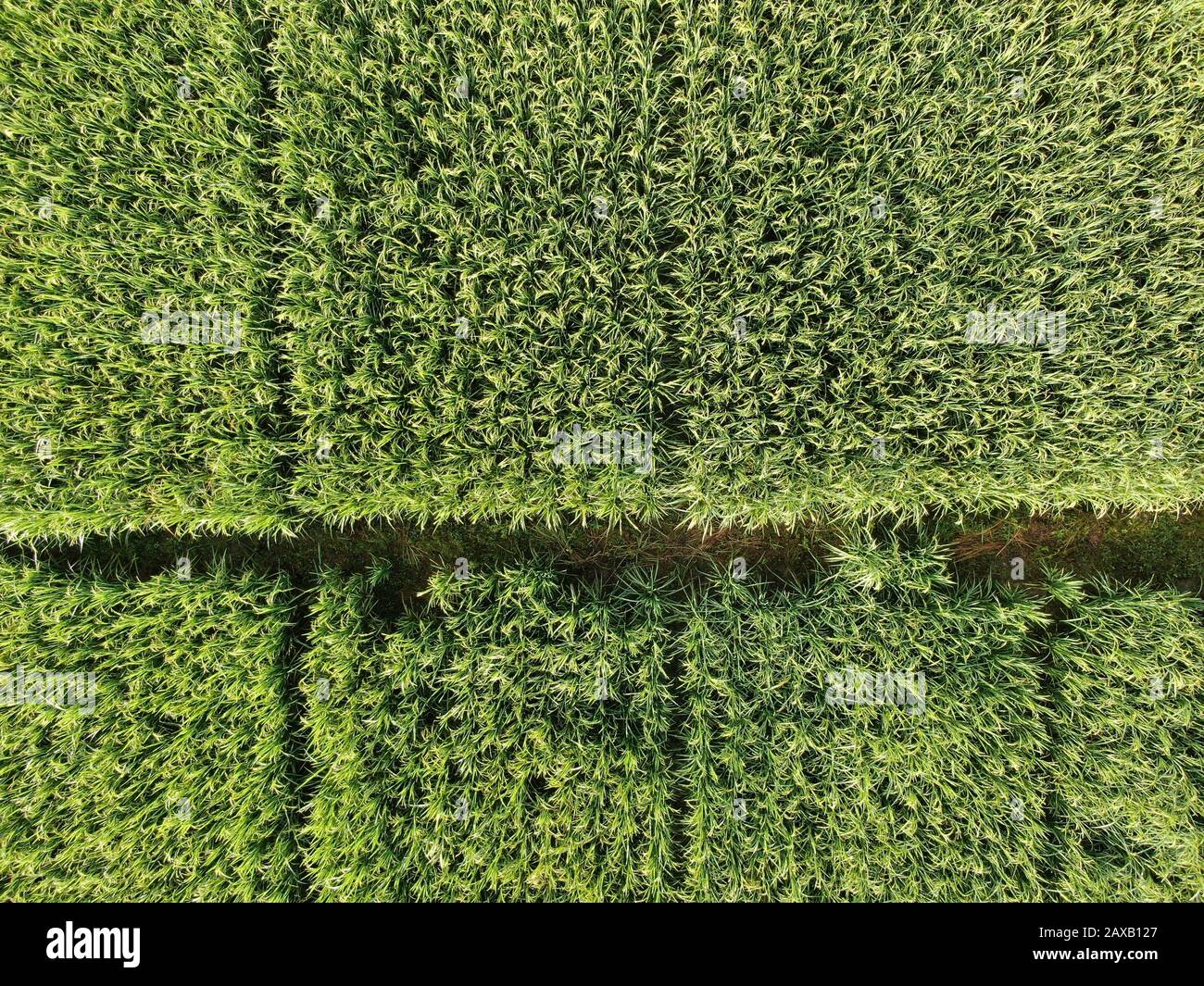 A top down aerial view of a paddy field with farmers at work. Located ...