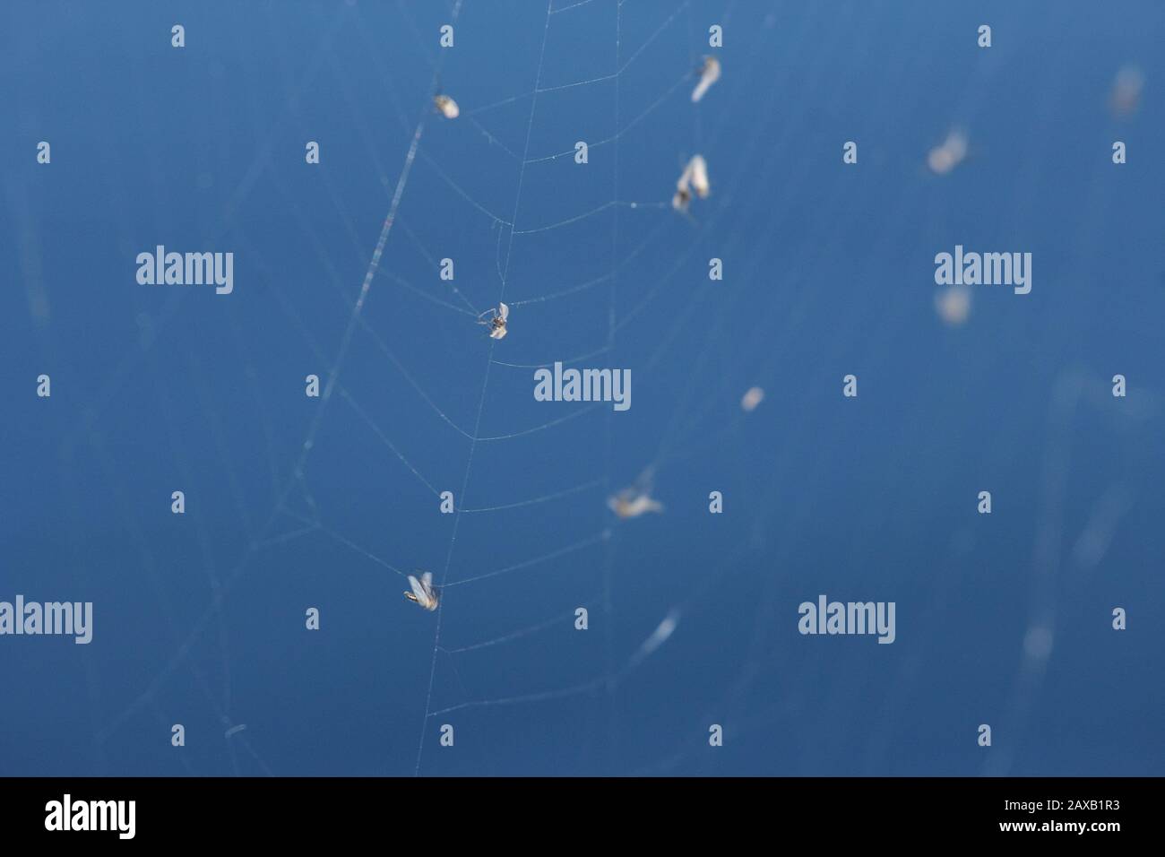 insects trapped in spider web against blue sky Stock Photo - Alamy