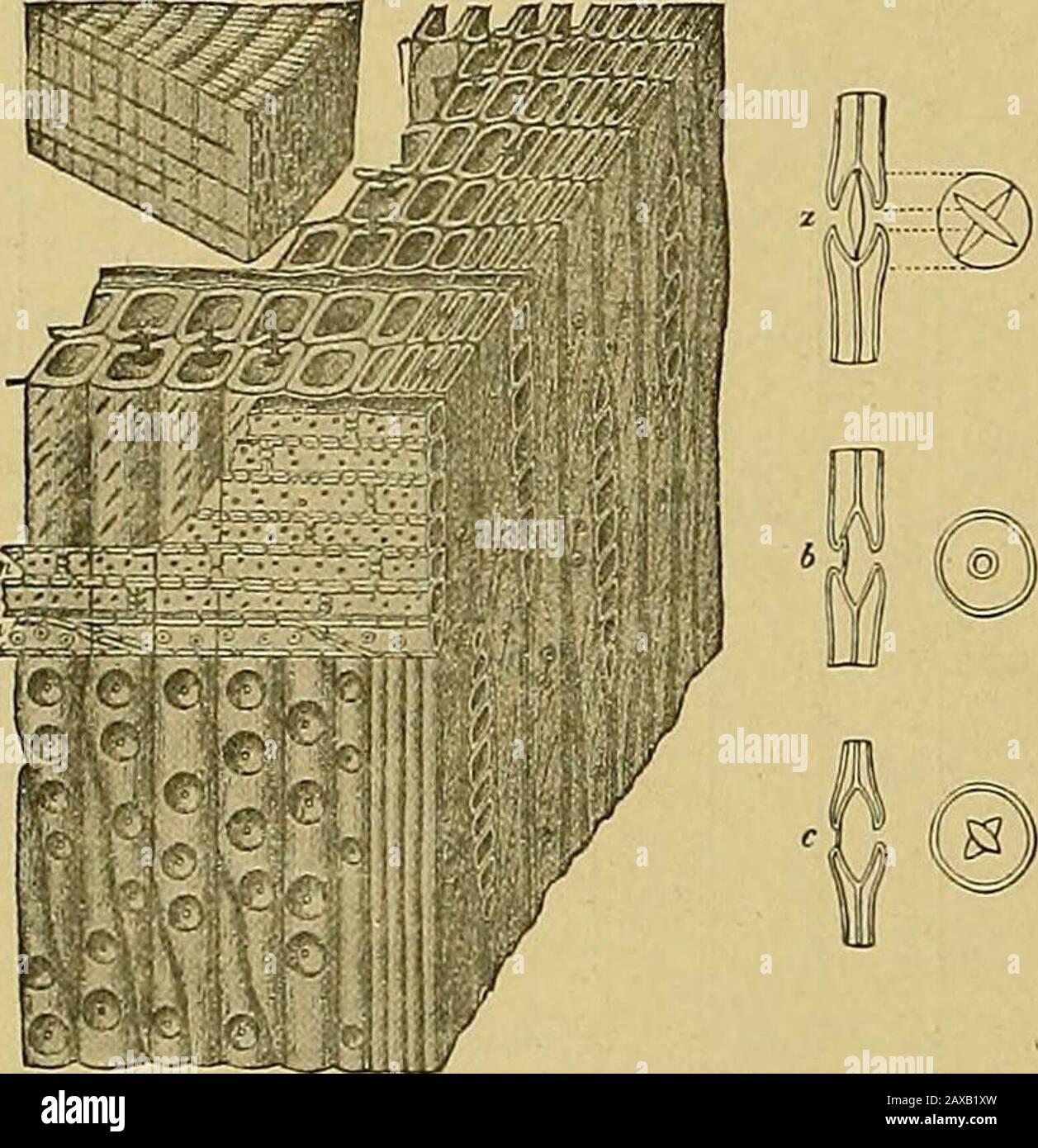 Tracheid or tracheids hi-res stock photography and images - Alamy