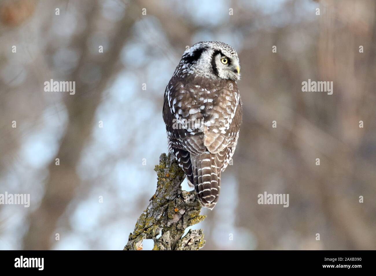 Hawk but looks like an owl hi-res stock photography and images - Alamy