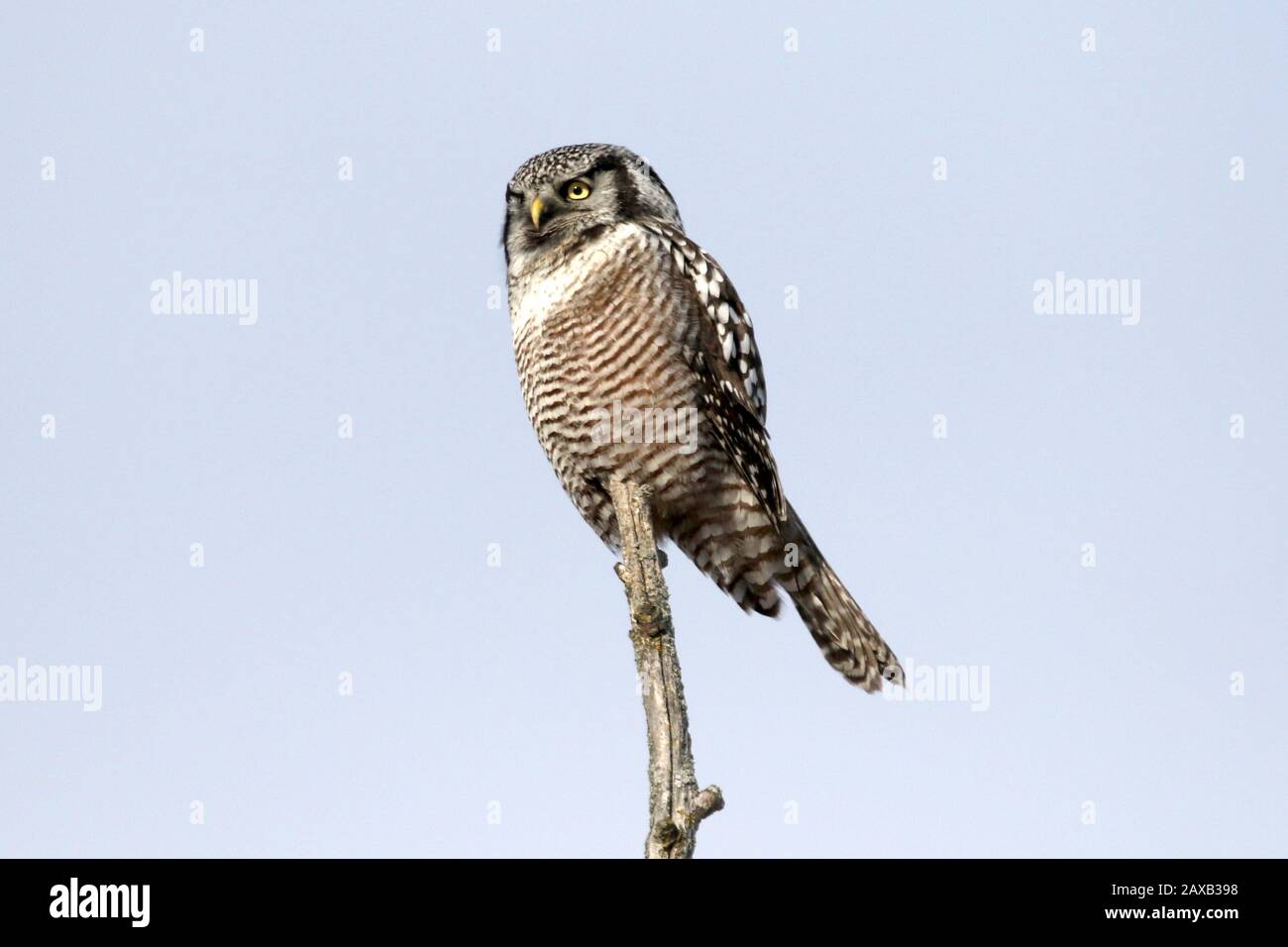 Tail looks like eyes hi-res stock photography and images - Alamy