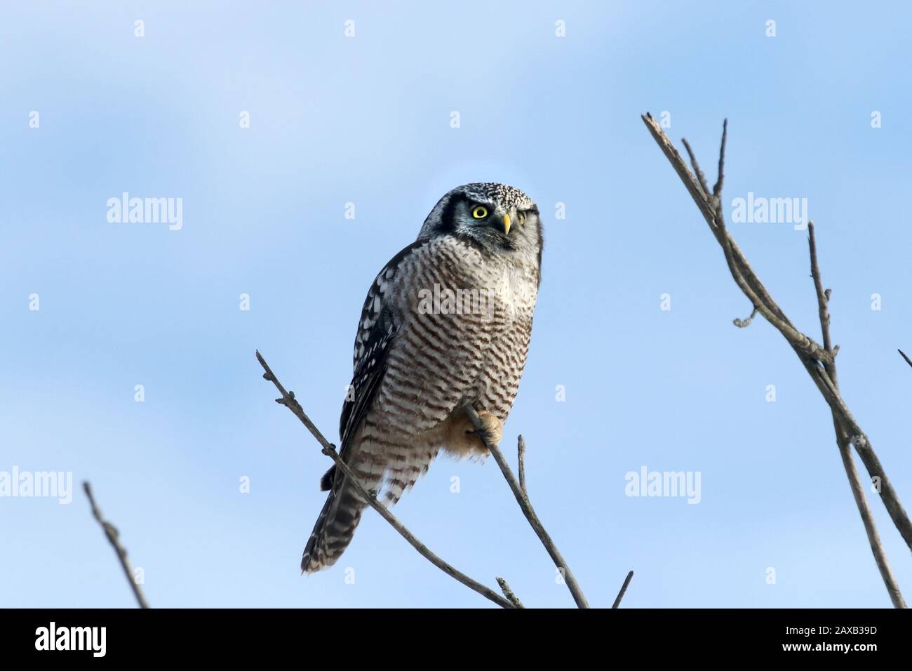 Eyes like a hawk hi-res stock photography and images - Alamy