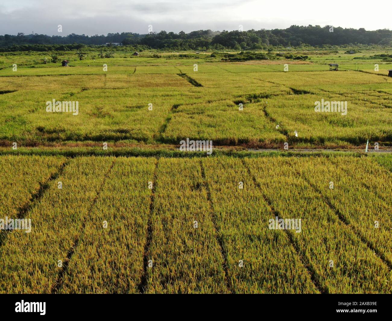 Padi aerial hi-res stock photography and images - Alamy