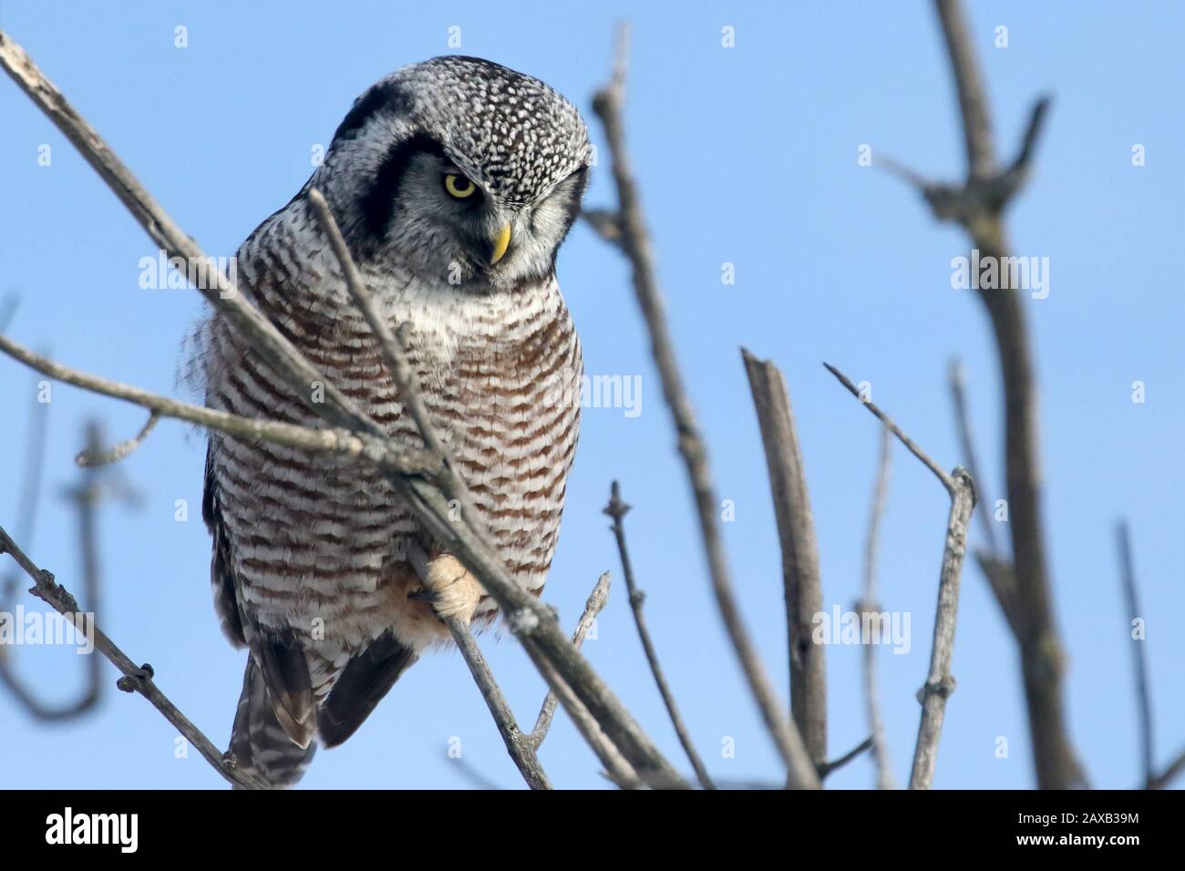 Tail looks like eyes hi-res stock photography and images - Alamy
