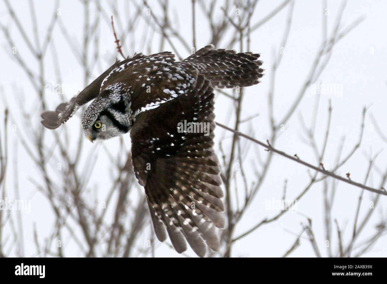 Tail looks like eyes hi-res stock photography and images - Alamy