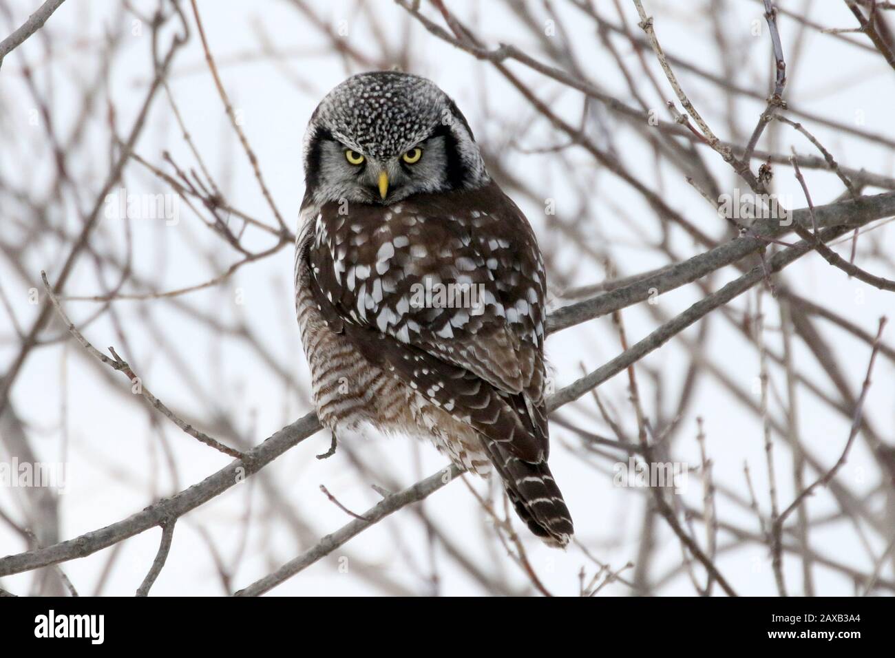 Tail looks like eyes hi-res stock photography and images - Alamy
