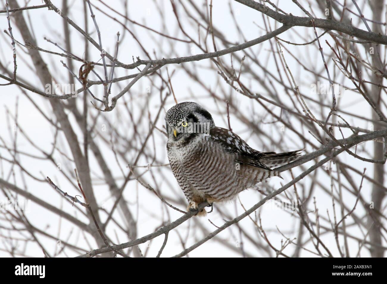 Hawk but looks like an owl hi-res stock photography and images - Alamy