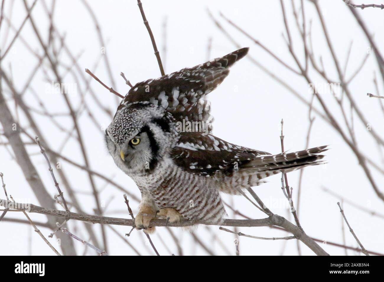 Eyes like a hawk hi-res stock photography and images - Alamy