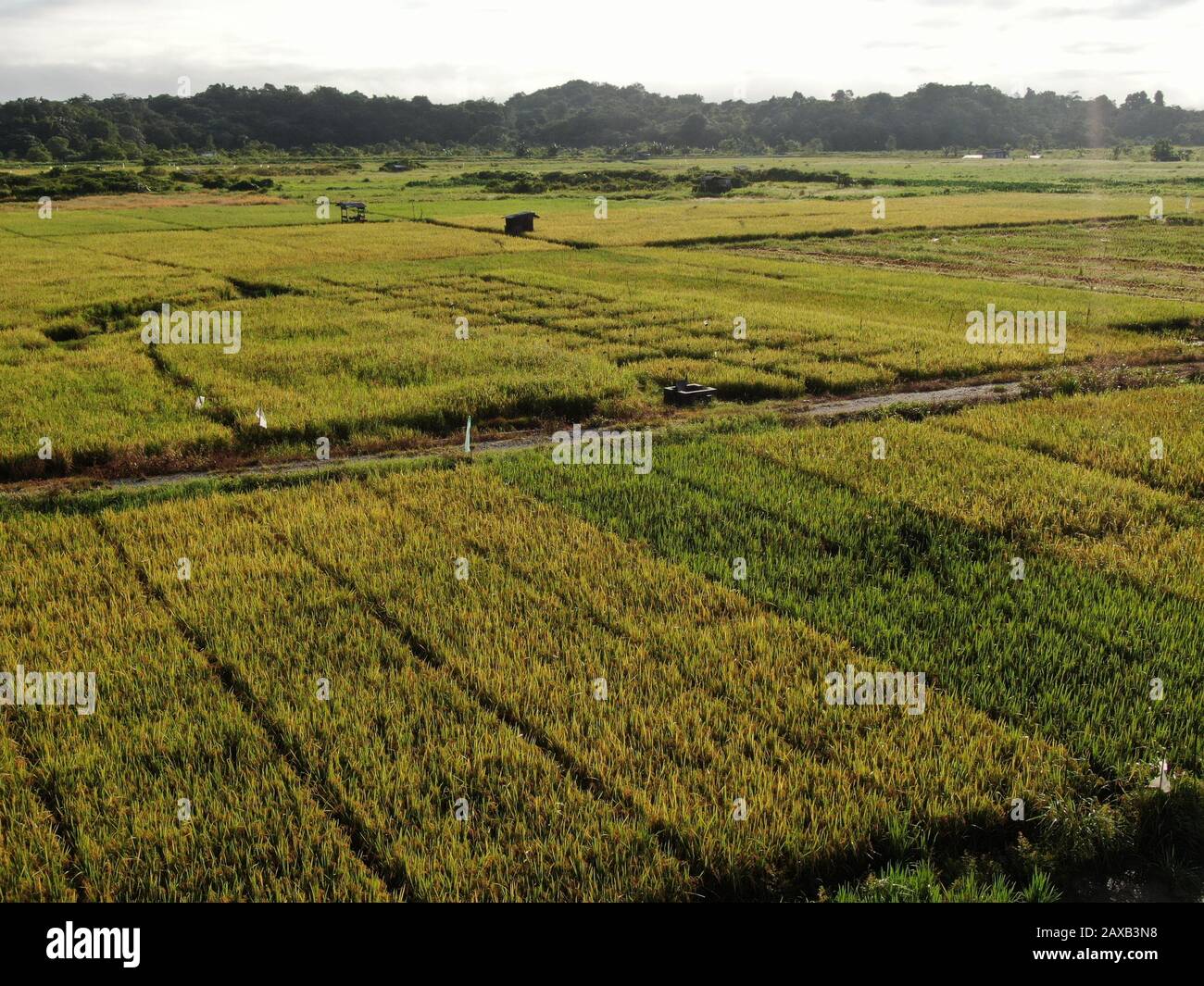 A top down aerial view of a paddy field with farmers at work. Located ...
