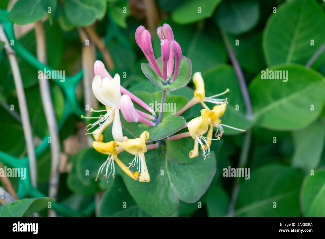 Blooming Honeysuckles Lonicera Caprifolium . Natural background with ...