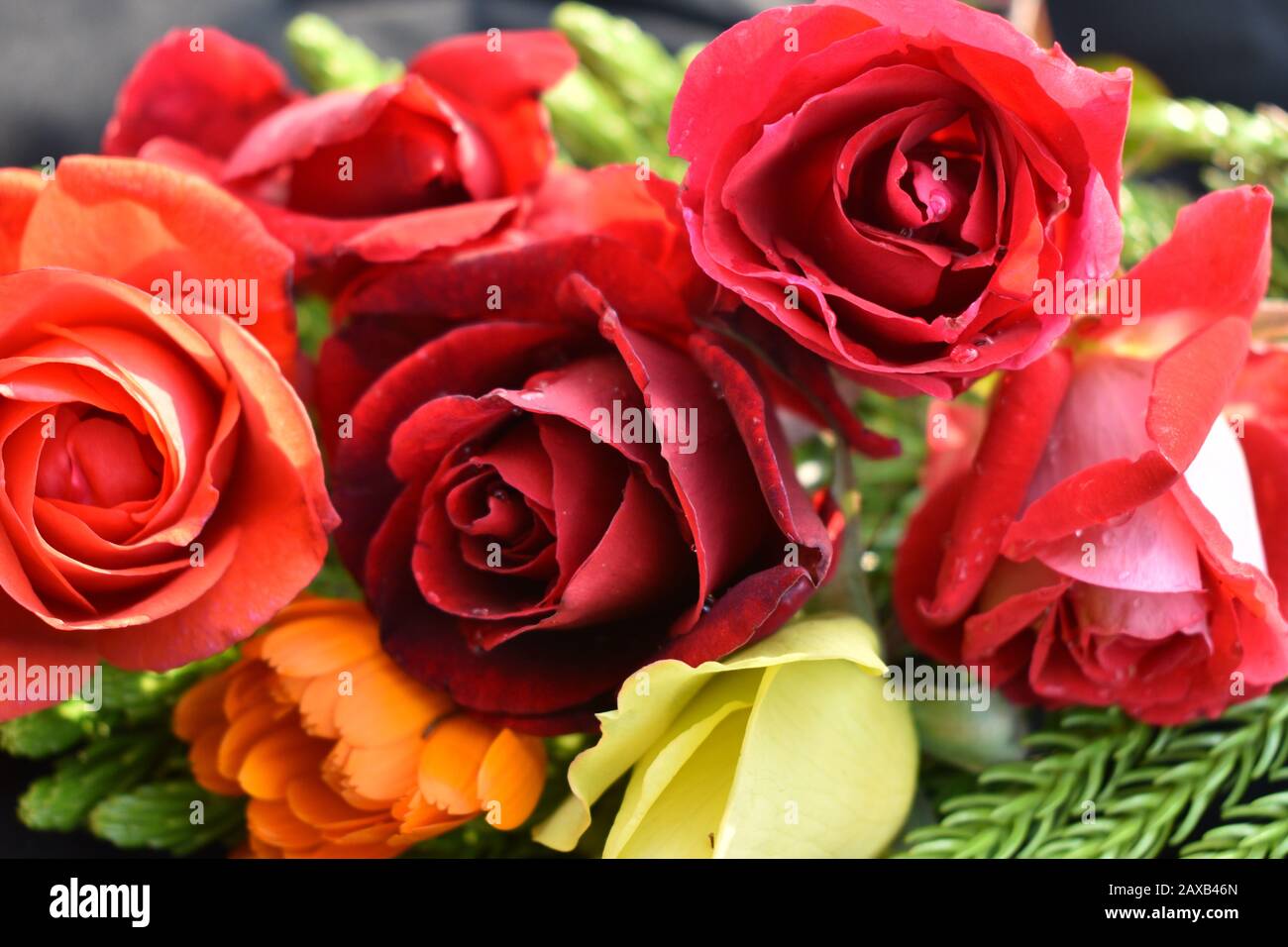 Red Roses: A red rose is an unmistakable expression of love. Red roses ...