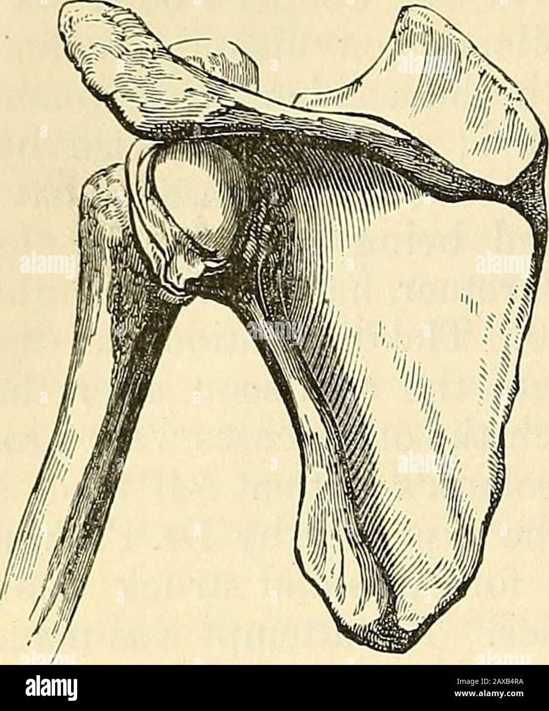Glenoid fossa hi-res stock photography and images - Alamy