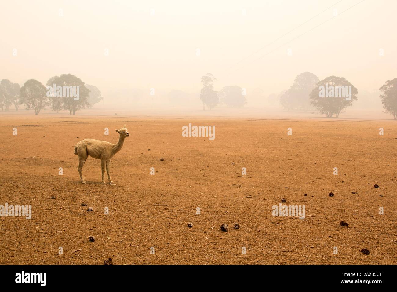 Drought in Australia. Hungry animal in a dry paddock Stock Photo - Alamy