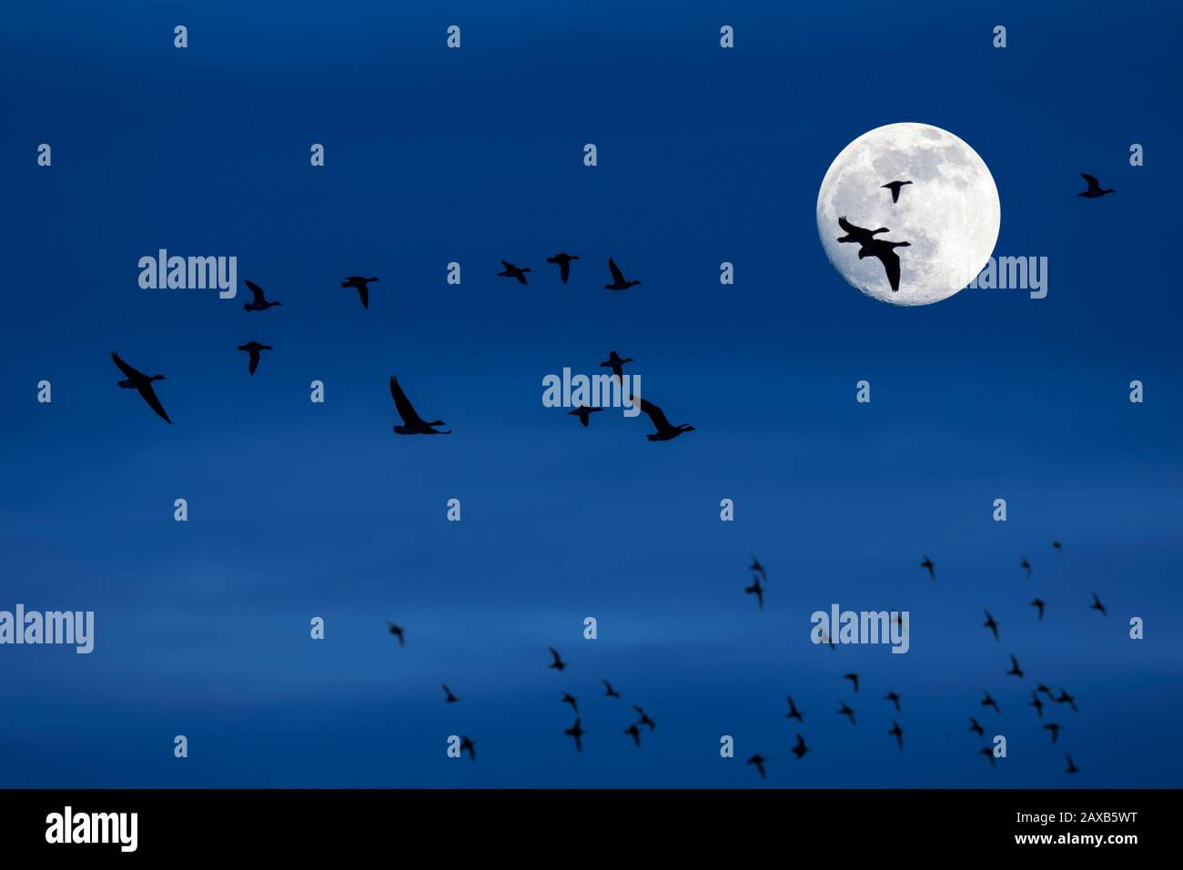 Flock of migrating ducks and geese flying in front of full moon and ...