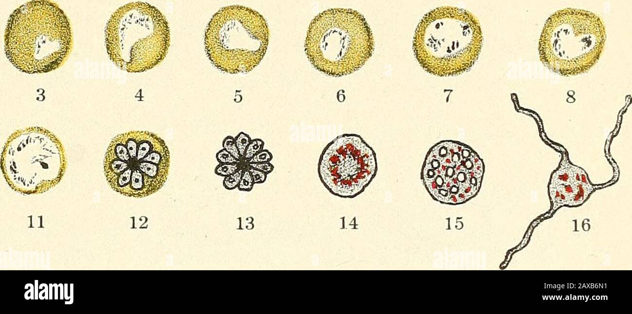 The malarial fevers, haemoglobinuric fever and the blood protozoa of ...
