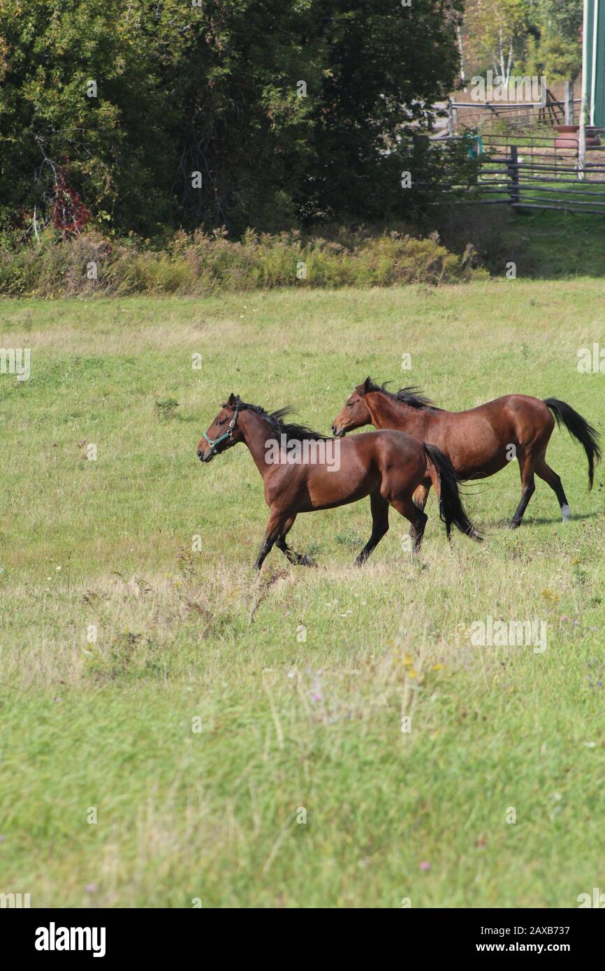 Horses in Pasture Stock Photo - Alamy