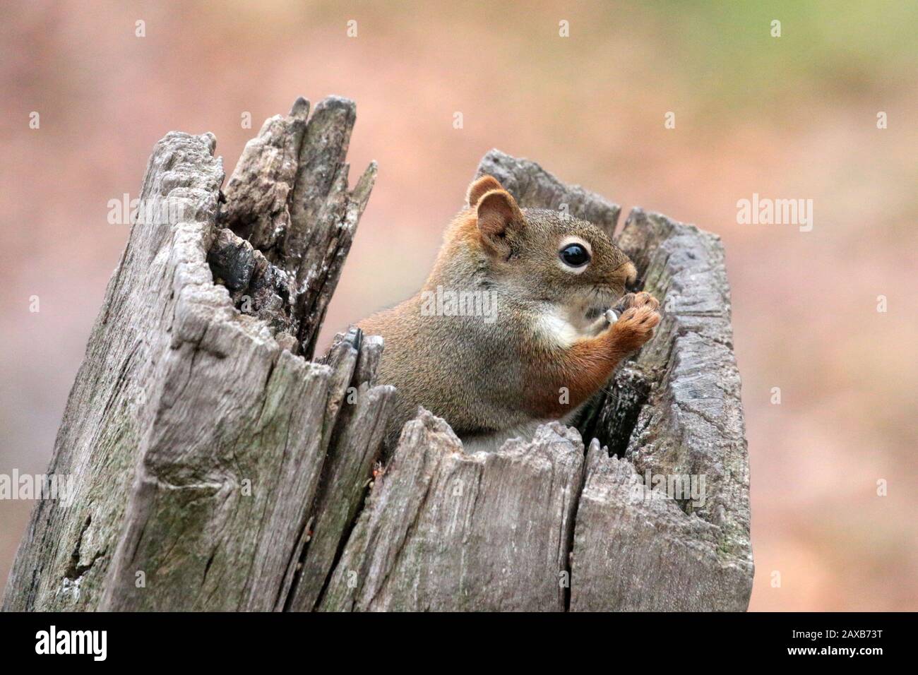 Red Squirrel in nature reserve Stock Photo - Alamy