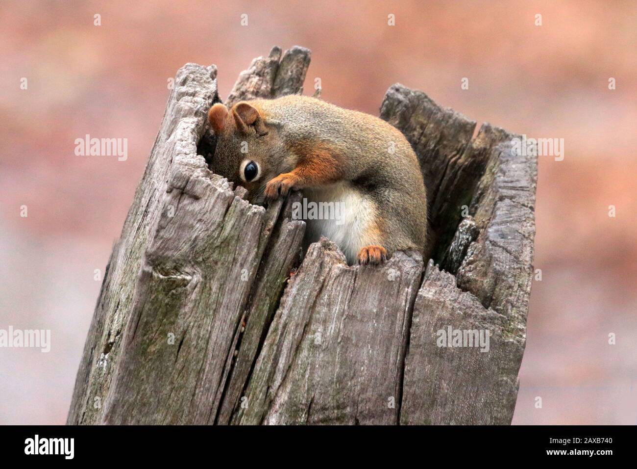 Food caches hi-res stock photography and images - Alamy