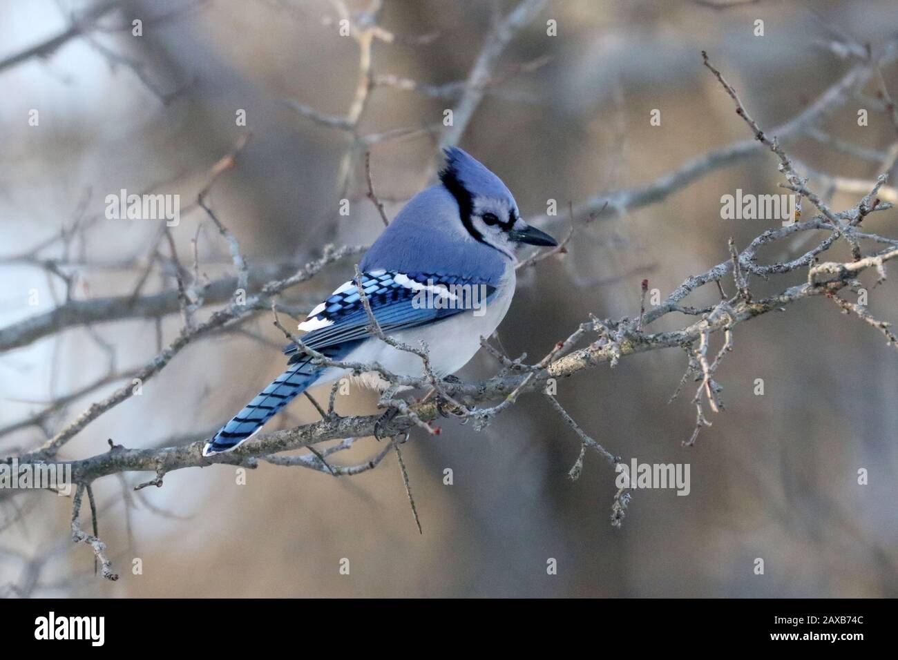 Blue Jay in Nature Reserve Stock Photo - Alamy