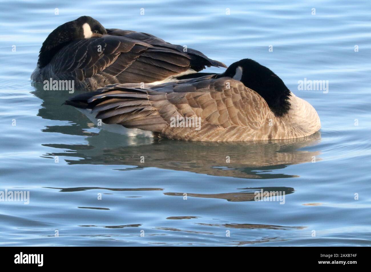 Canadian Geese at Lake Ontario Stock Photo - Alamy