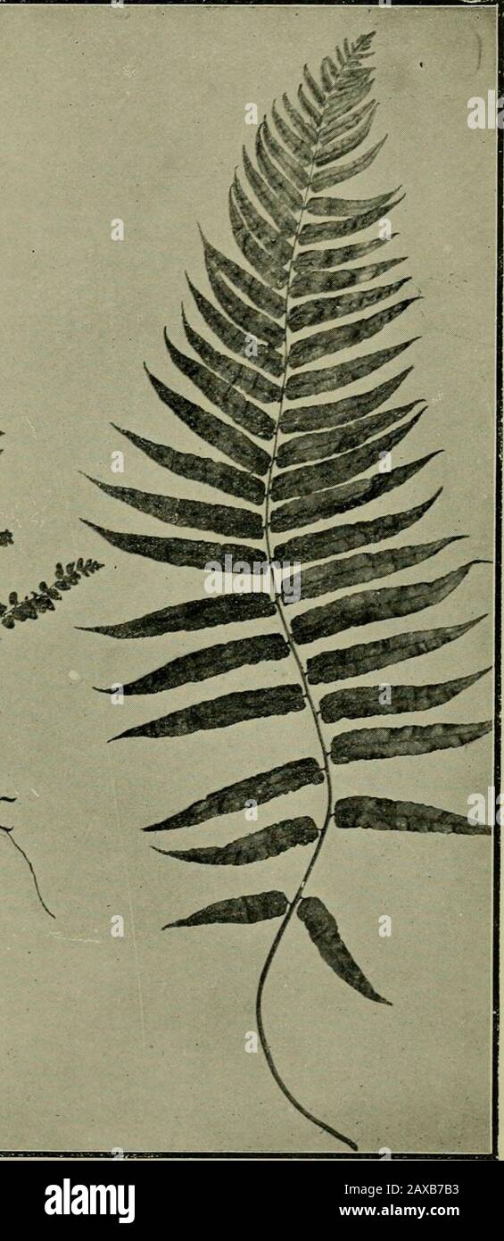New Zealand plants and their story . Fig. 42.—On the left the form of ...