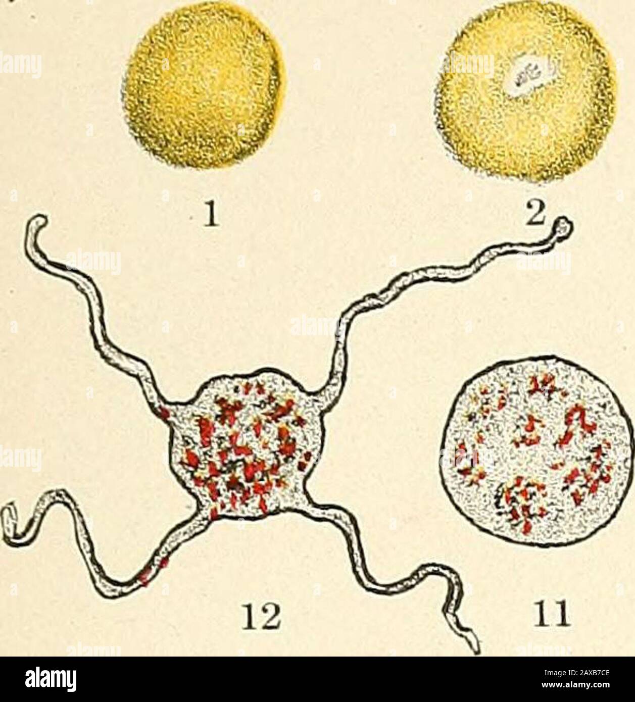 Plasmodium falciparum microgametocyte hi-res stock photography and ...