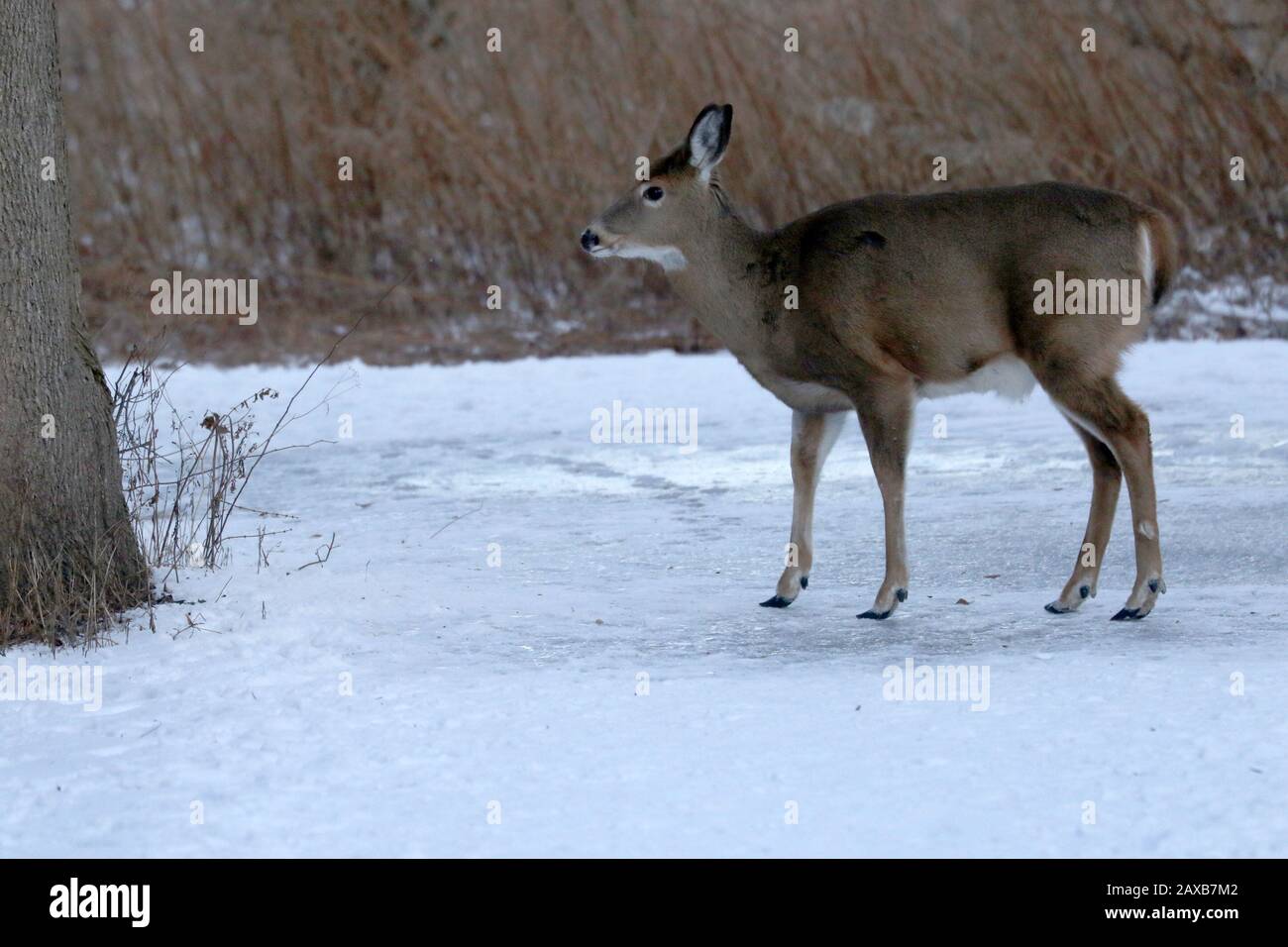Deer trails in the snow hi-res stock photography and images - Alamy