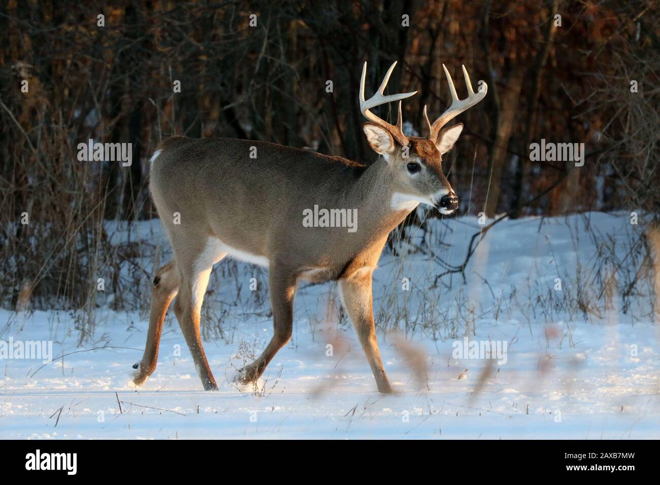 Six point buck hi-res stock photography and images - Alamy