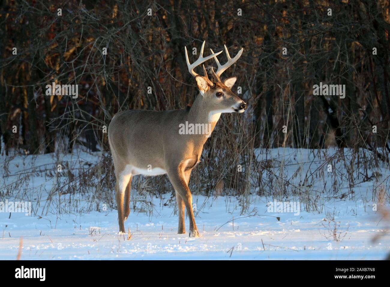 Six point buck hi-res stock photography and images - Alamy