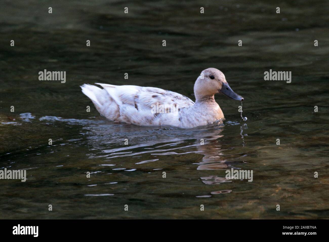 Leucistic Mallard duck Stock Photo - Alamy